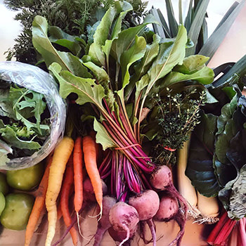 Chicago's North Shore CVB - Welcome - The Talking Farm