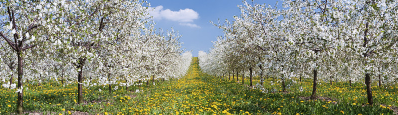 Adirondack Coast Orchards