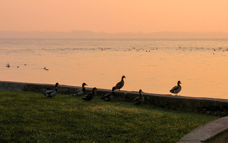 Birding - Bird Watching on the Adirondack Coast, Lake Champlain ...