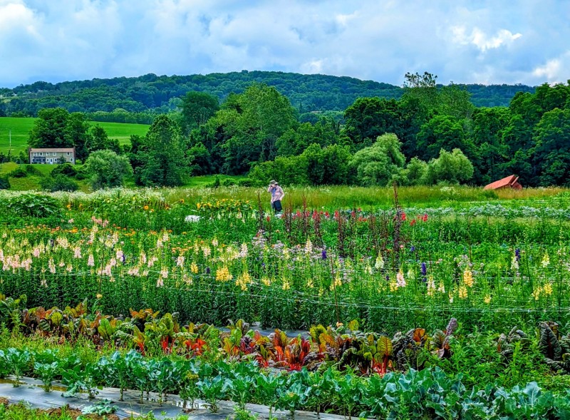 Amenia Farms | Maitri Farm | Dutchess CountyFarms | Hudson Valley Farms