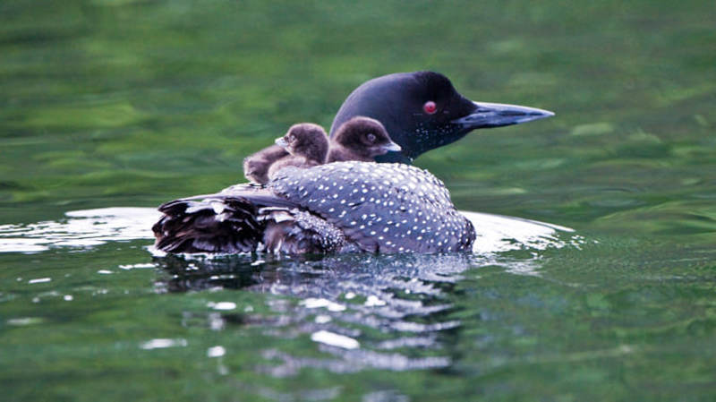 Blue Water Acres - Muskoka Tourism