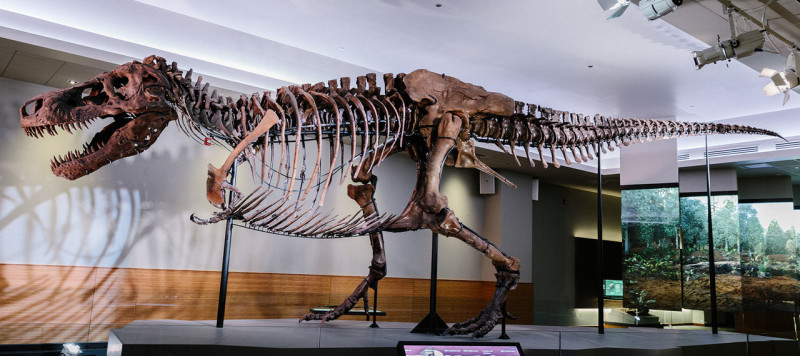 The Field Museum | Choose Chicago