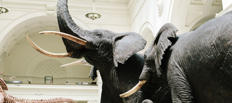 The Field Museum | Choose Chicago