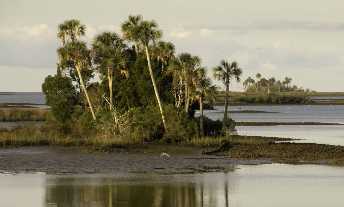 Marjorie Harris Carr Cross Florida Greenway in Ocala | VISIT FLORIDA