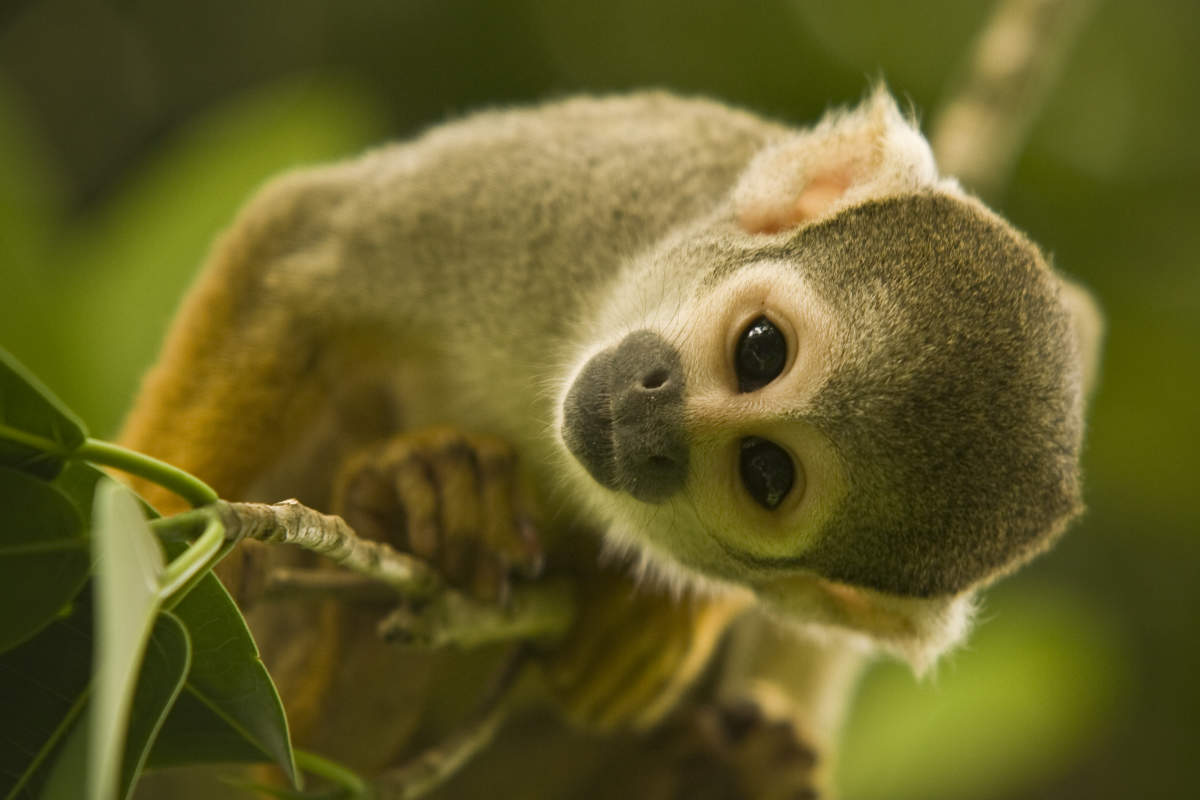Monkey Jungle in Miami | VISIT FLORIDA
