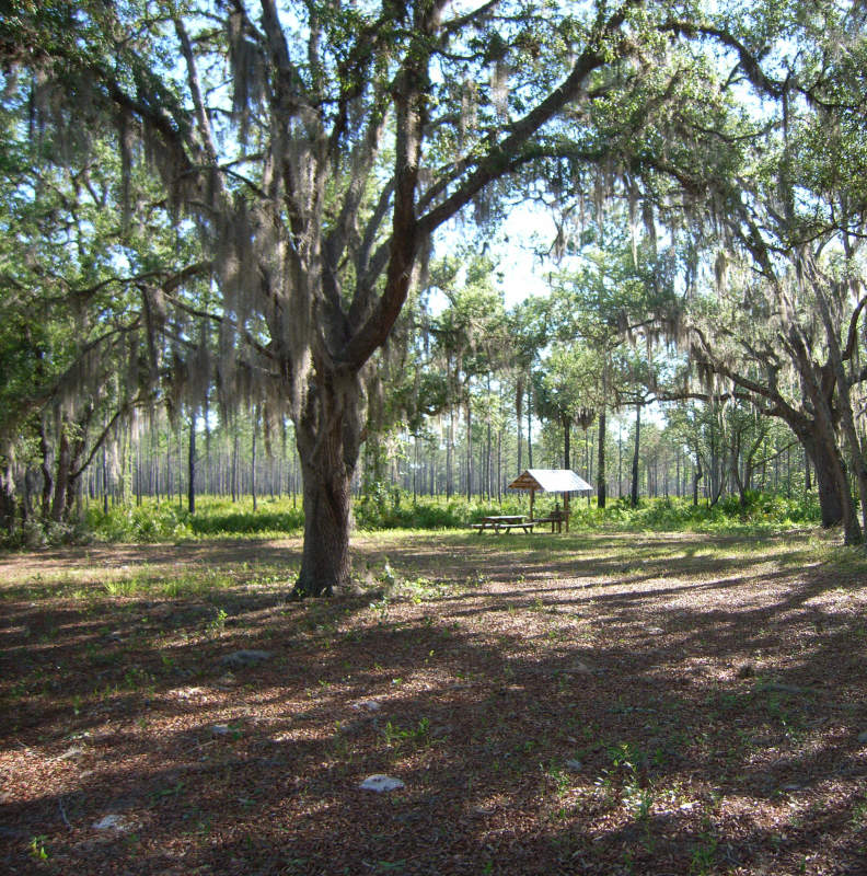 Caravelle Ranch Wildlife Management Area Trails in Palatka | VISIT FLORIDA