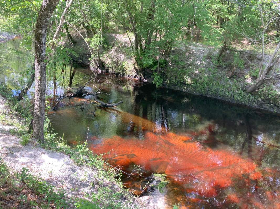 Jennings State Forest in Middleburg | VISIT FLORIDA