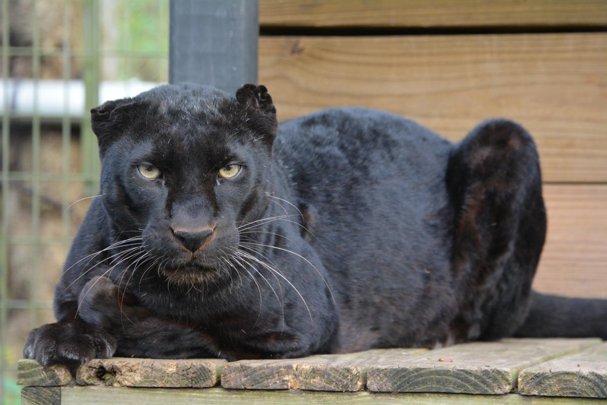 Catty Shack Ranch Wildlife Sanctuary in Jacksonville | VISIT FLORIDA