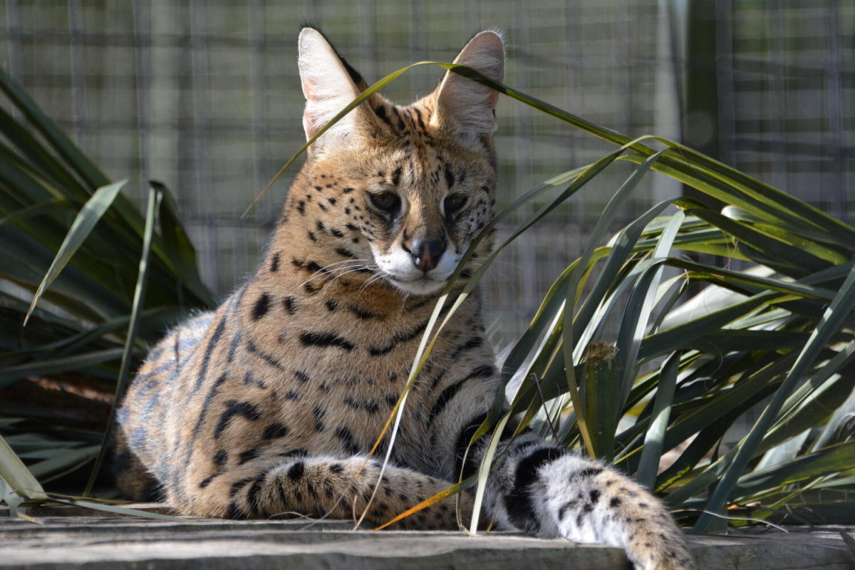 Catty Shack Ranch Wildlife Sanctuary in Jacksonville | VISIT FLORIDA