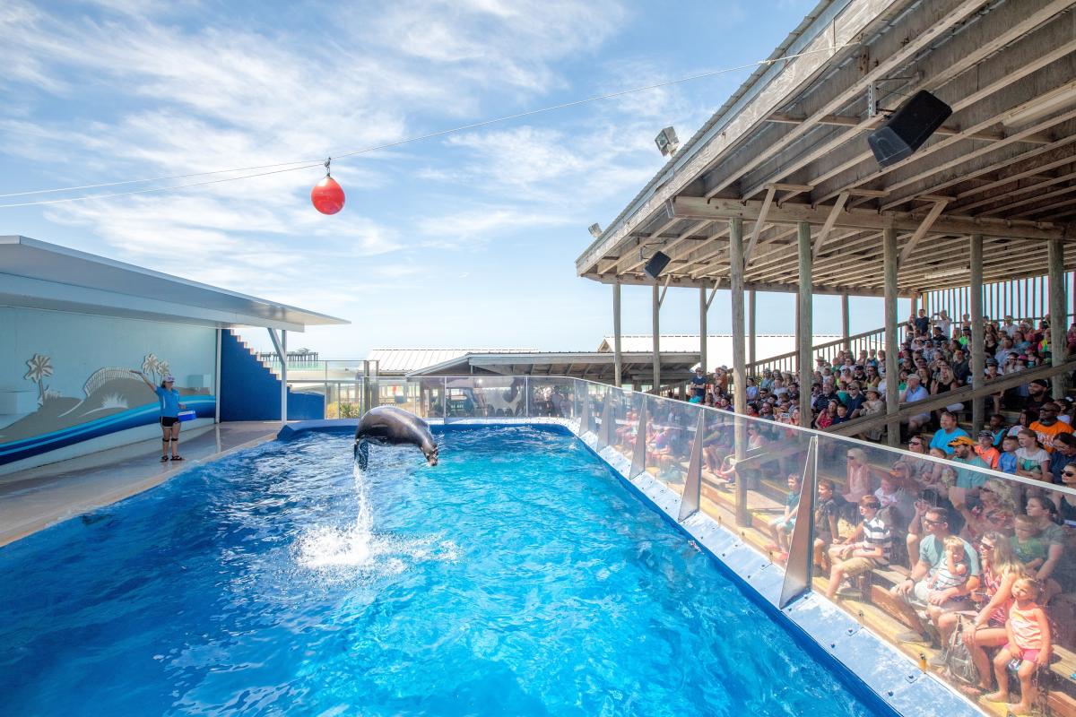 Gulfarium Marine Adventure Park in Fort Walton Beach | VISIT FLORIDA