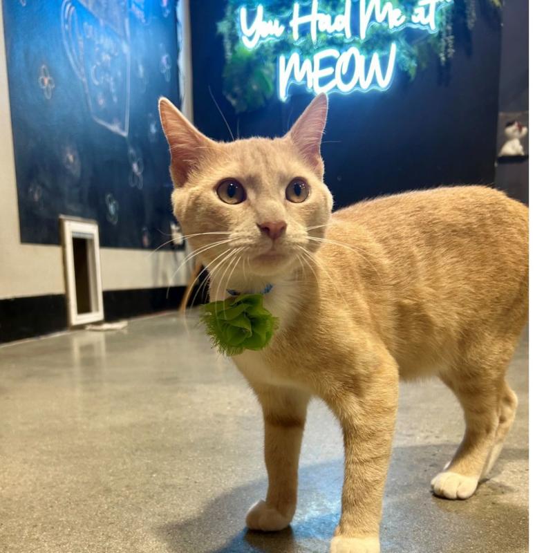 Orlando Cat Cafe in Clermont | VISIT FLORIDA