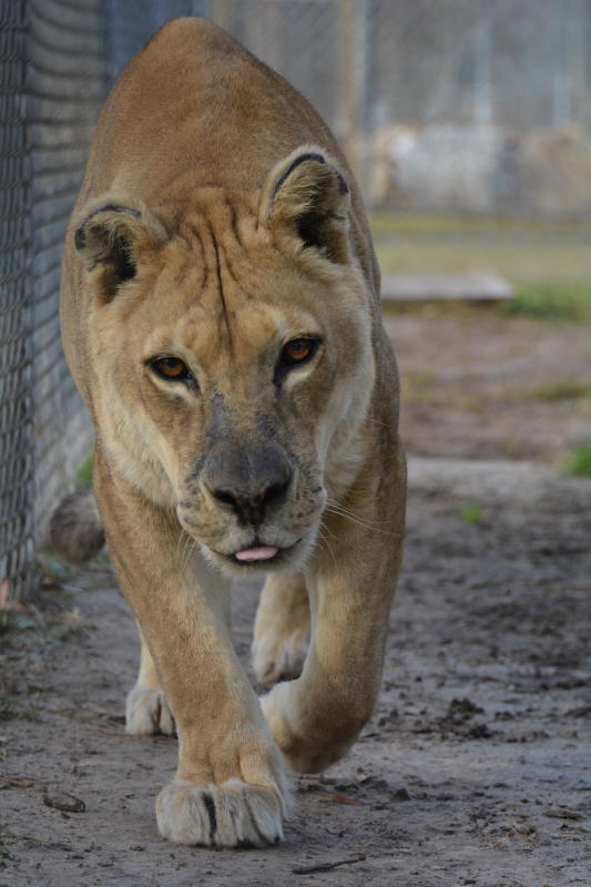 Catty Shack Ranch Wildlife Sanctuary in Jacksonville | VISIT FLORIDA
