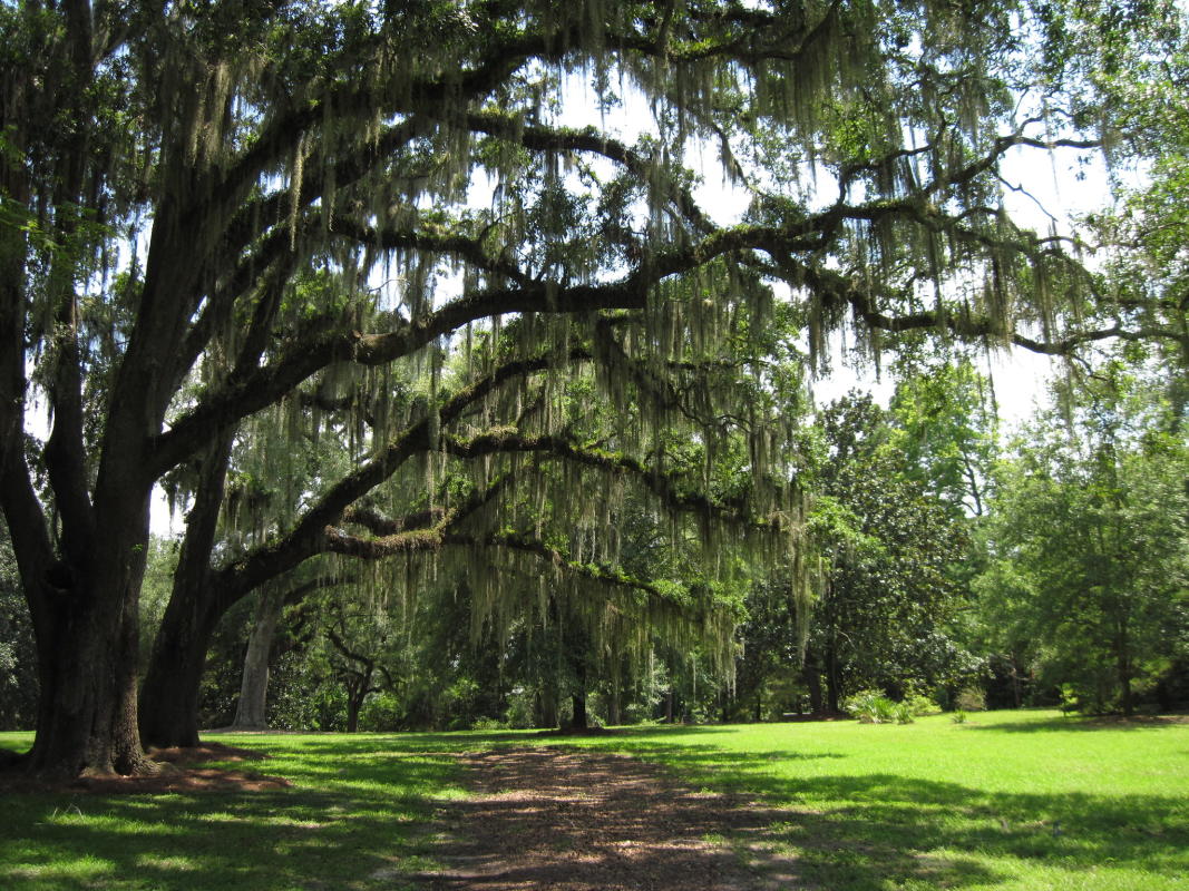 The Grove Museum in Tallahassee | VISIT FLORIDA