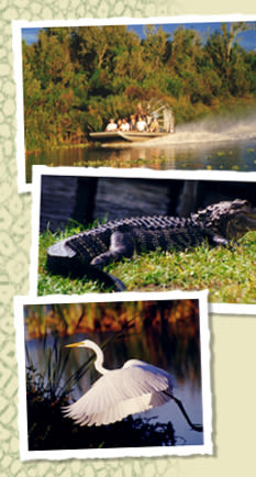 Lake Trafford Marina - Airboats & Alligators in Immokalee | VISIT FLORIDA