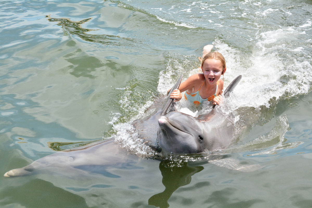 Dolphin Research Center in Marathon | VISIT FLORIDA