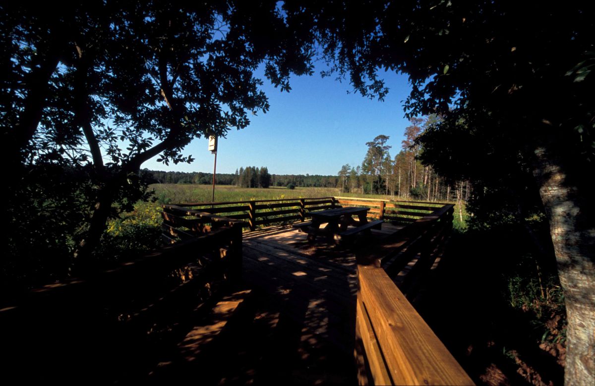 Goethe State Forest in Dunnellon | VISIT FLORIDA