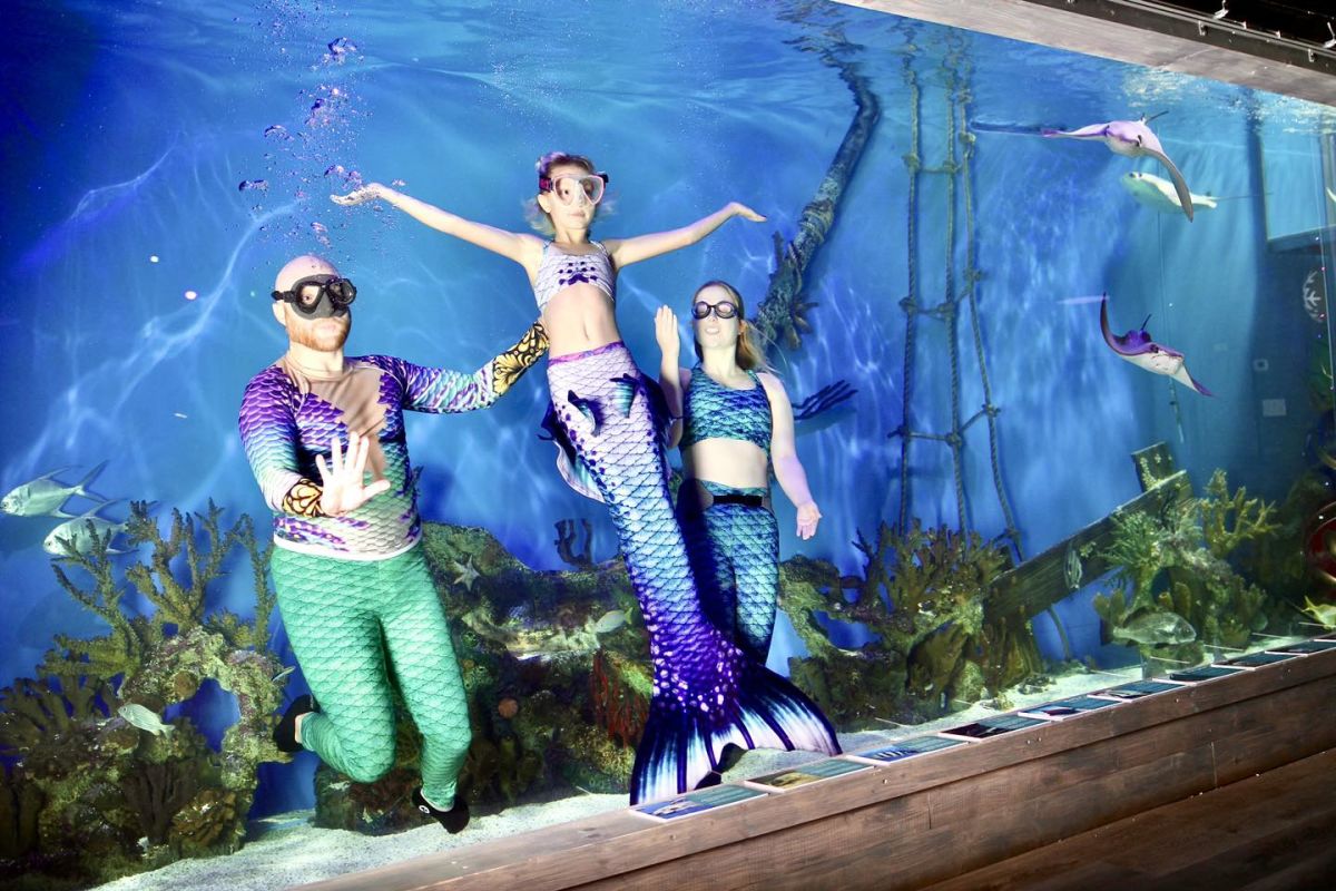Mertailor's Mermaid Aquarium Encounter in Lecanto | VISIT FLORIDA