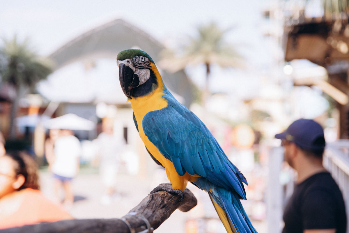 HarborWalk Village in Destin | VISIT FLORIDA