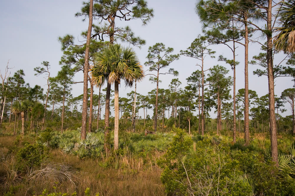 JW Corbett Wildlife Management Area Trails in West Palm Beach | VISIT ...
