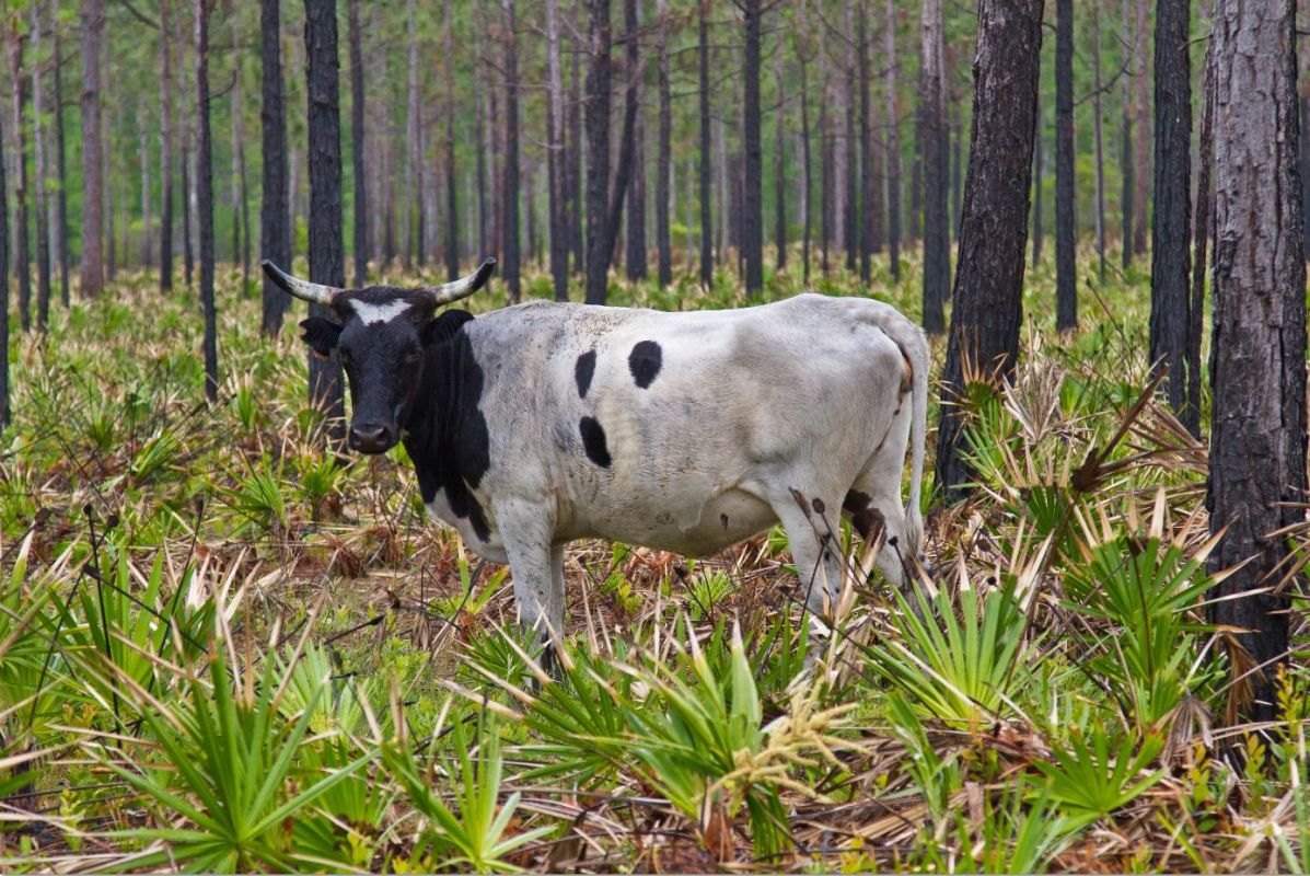 Triple N Ranch Wildlife Management Area Trails in St. Cloud | VISIT FLORIDA