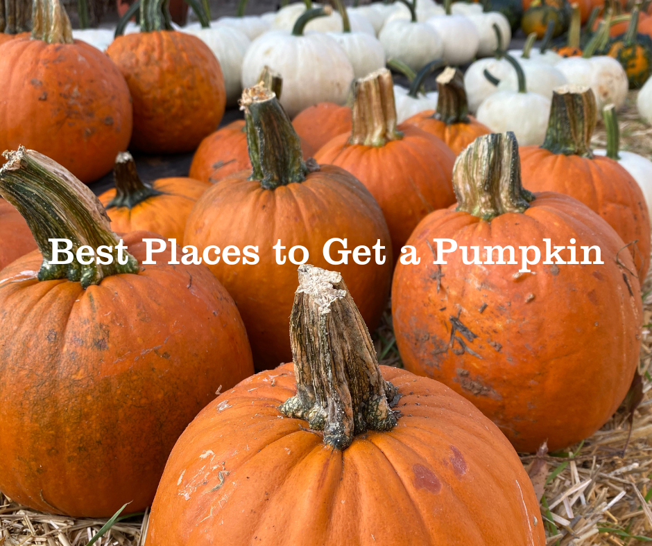 North Alabama Pumpkin Patches