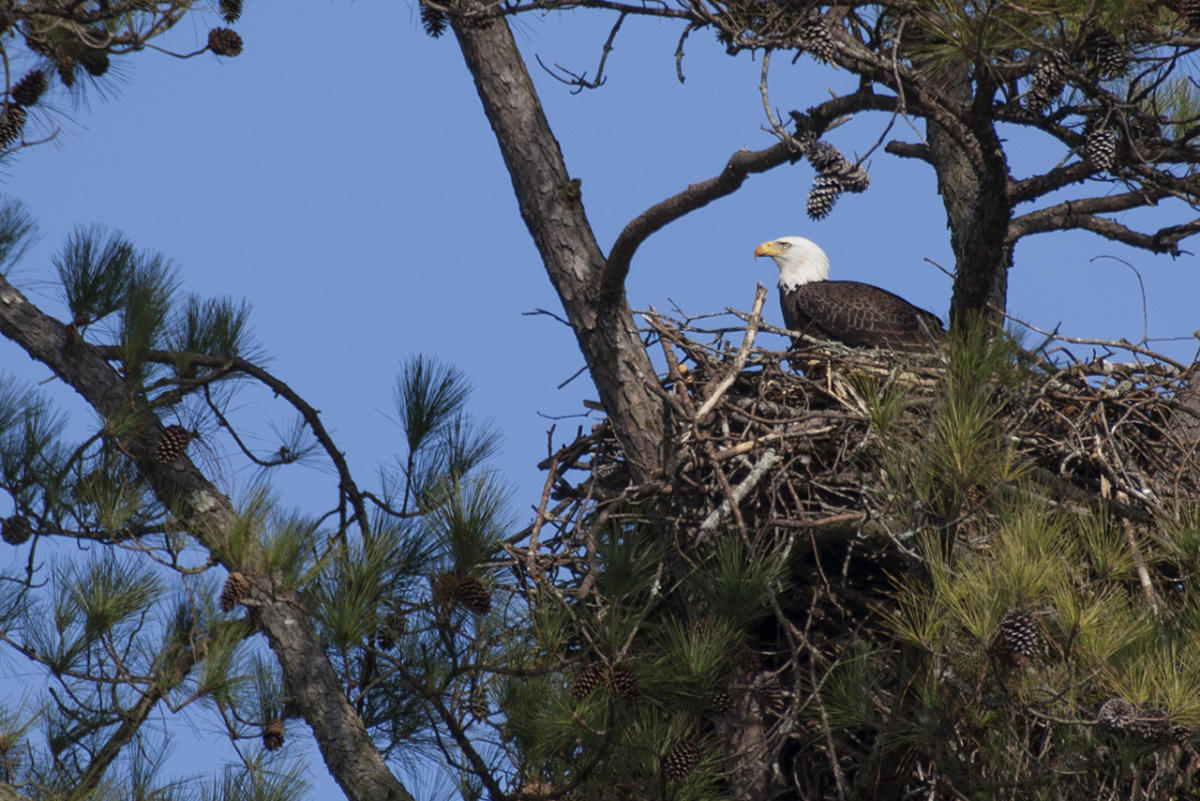 Whooping Cranes & Bald Eagles