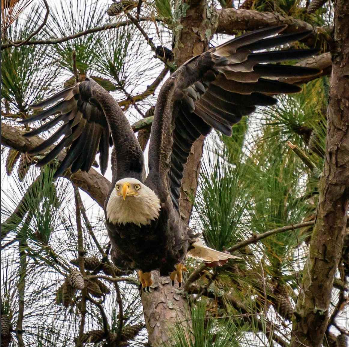 Discover the Majesty of Eagles During Eagle Awareness Weekends at Lake ...