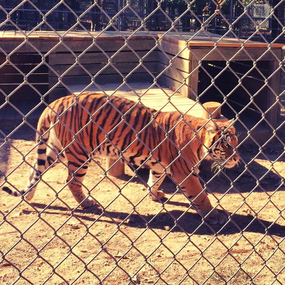 Tigers for Tomorrow at Untamed Mountain | Visit North Alabama