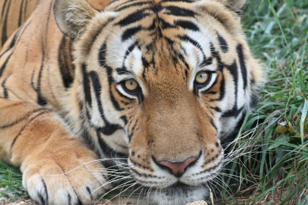 How Tigers for Tomorrow Educates and Entertains