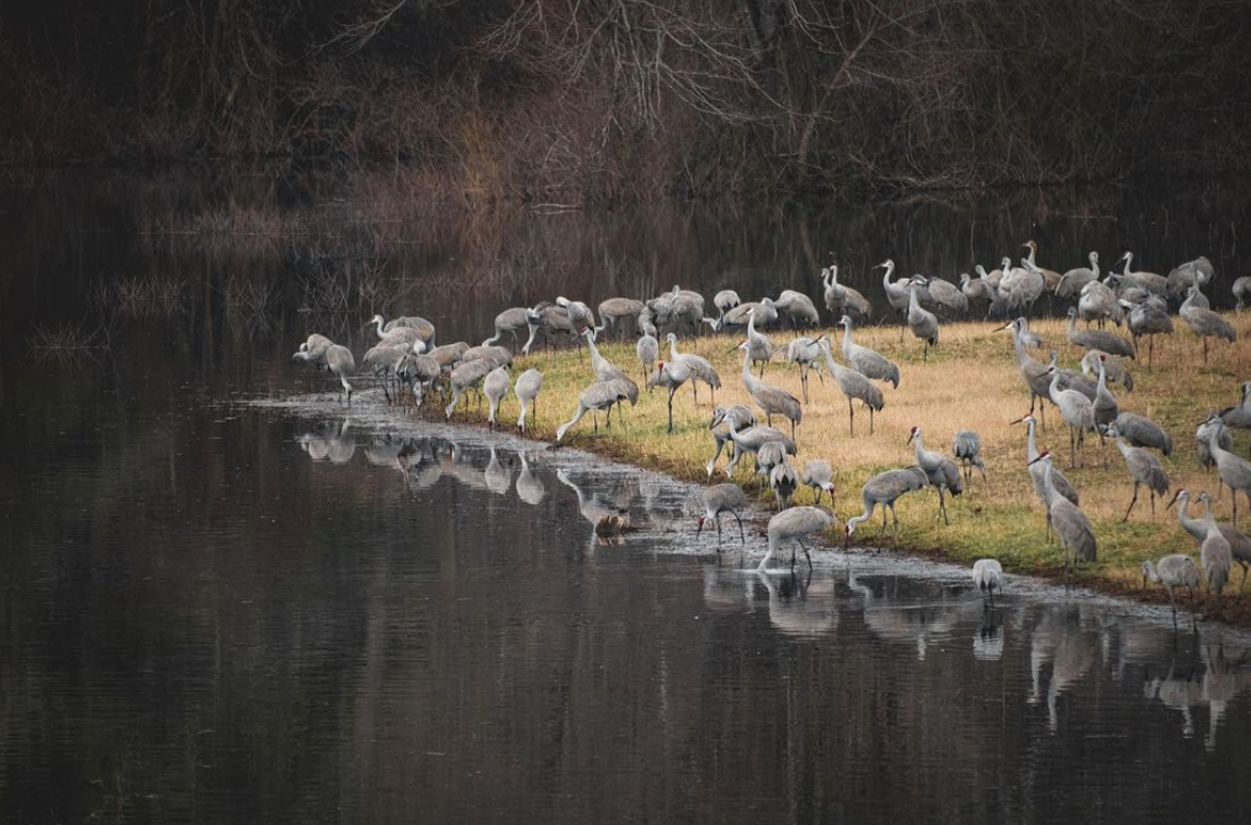 Celebrating Cranes in North Alabama Jan. 10-12