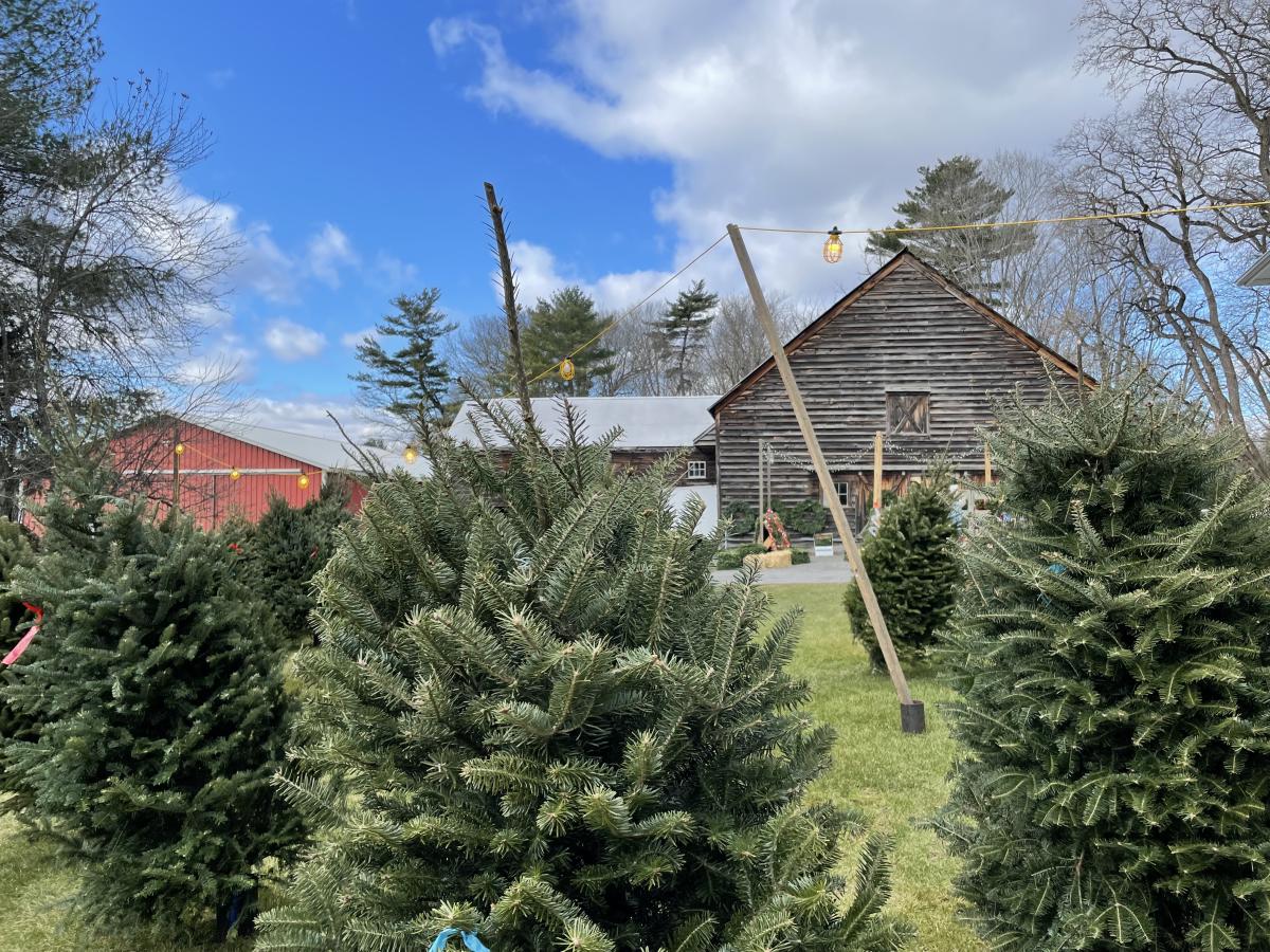 Pick a Perfect Tree at Albany Farms & Small Businesses