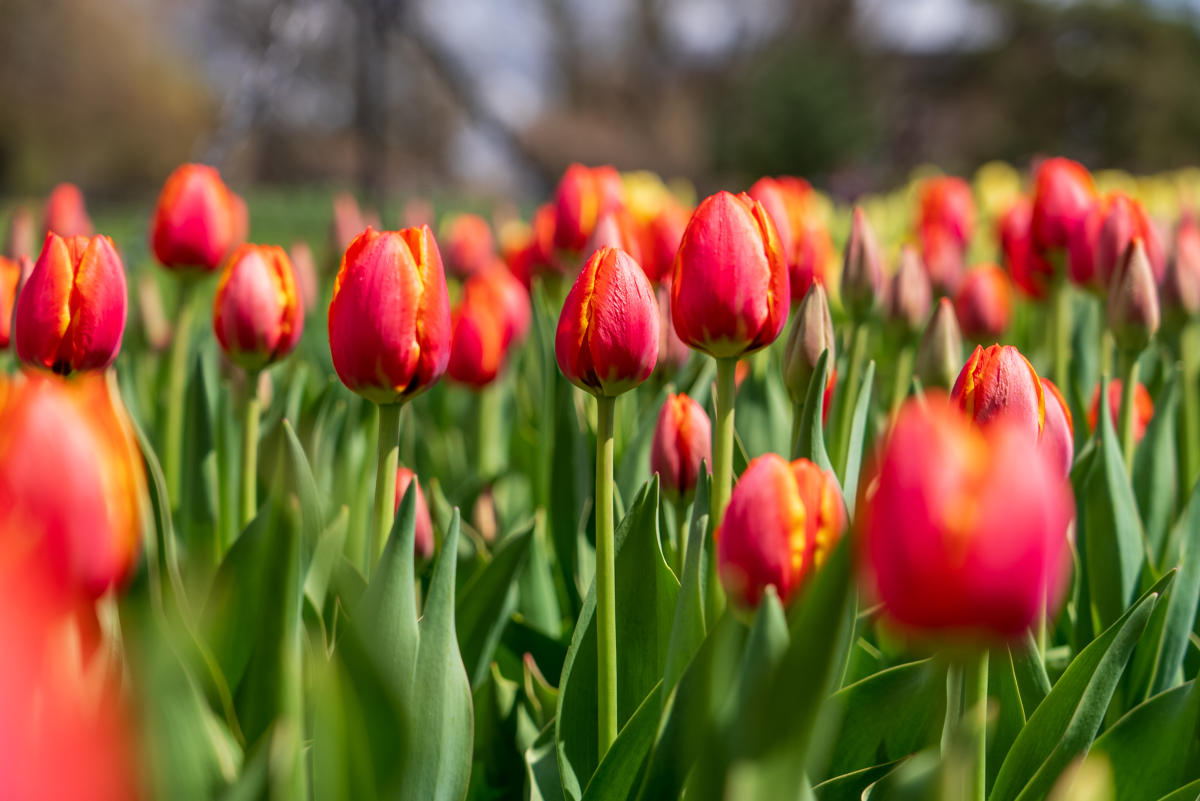 Plan the Perfect Mother's Day Weekend in Albany County