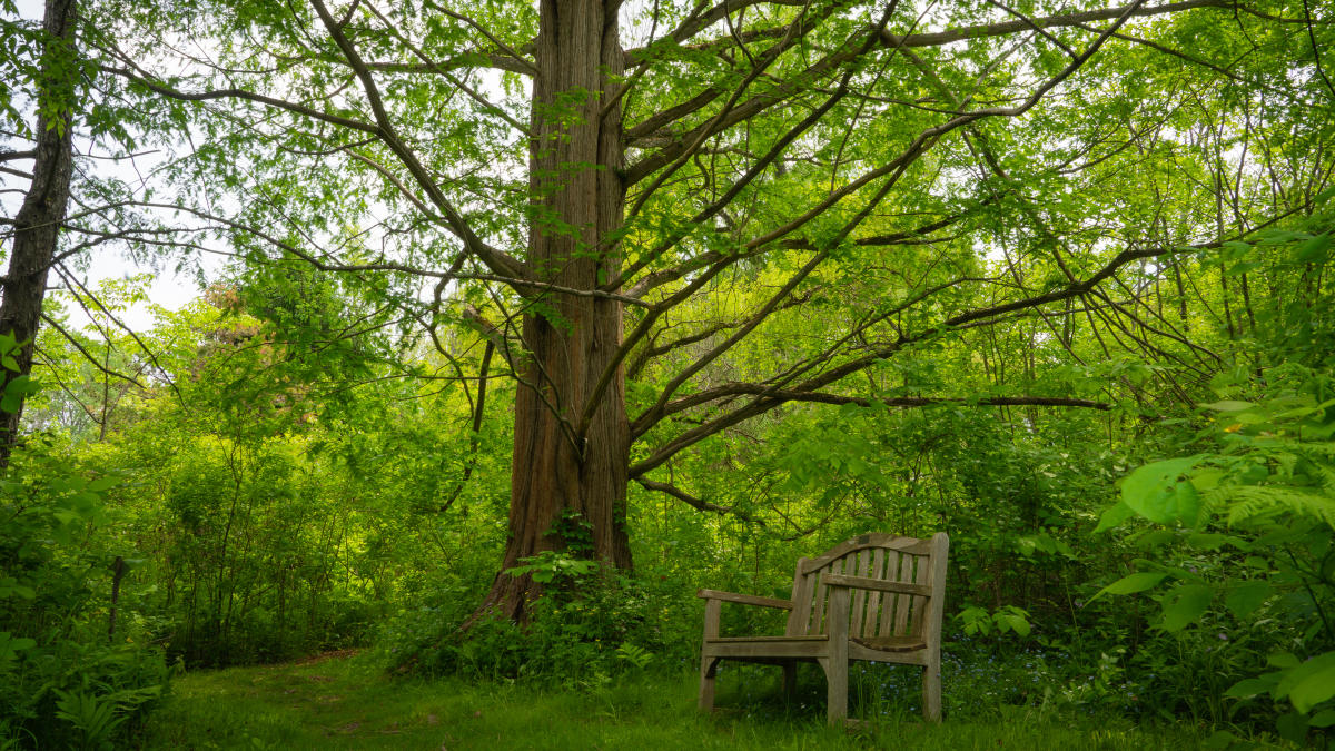 Five Unique Trees to Discover at The Pine Hollow Arboretum