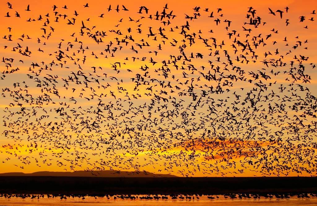 Six Birding Hotspots in and Around Albuquerque You Didn’t Know About