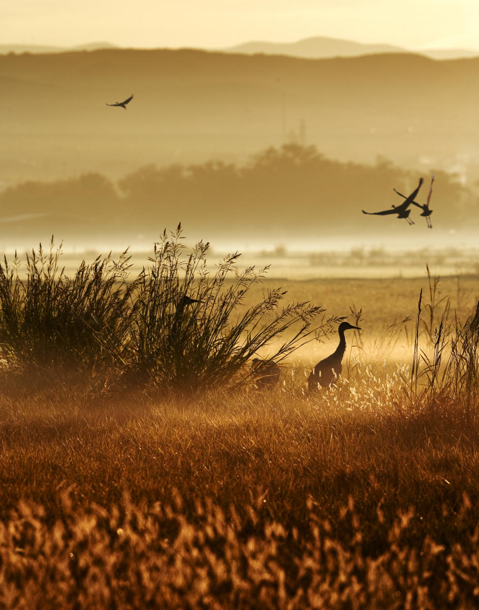 Birding in Albuquerque | VisitAlbuquerque.org