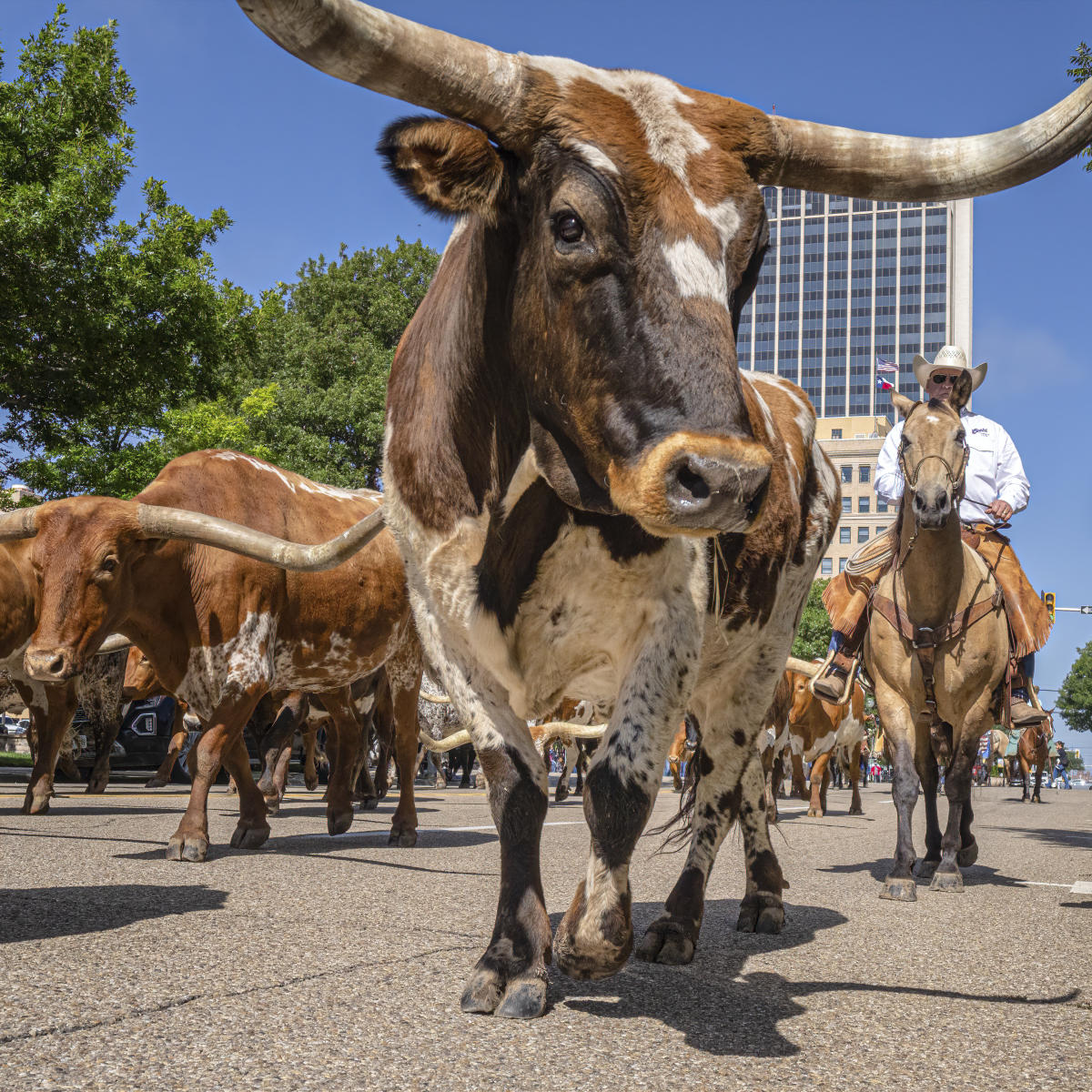 Cattle Drive Parade FAQ