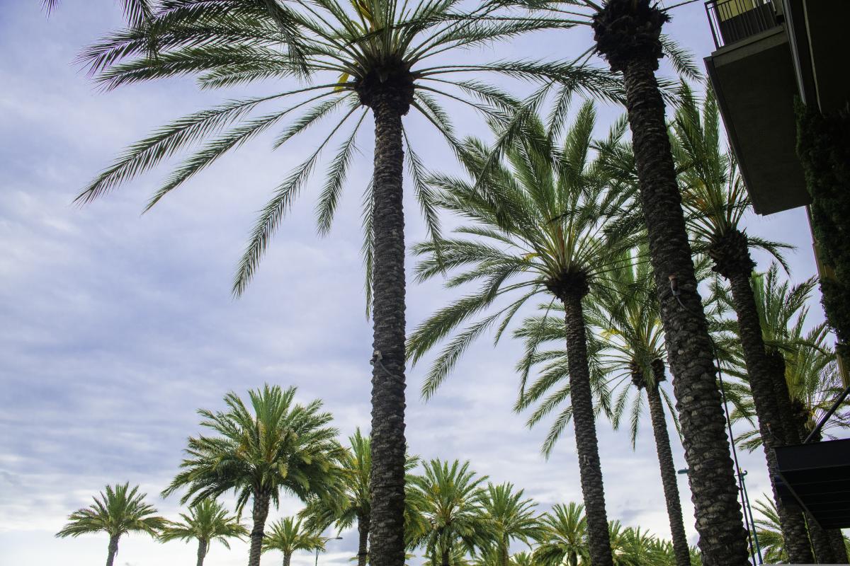 Weather in Anaheim, CA | Temperatures, Climate & Seasonality