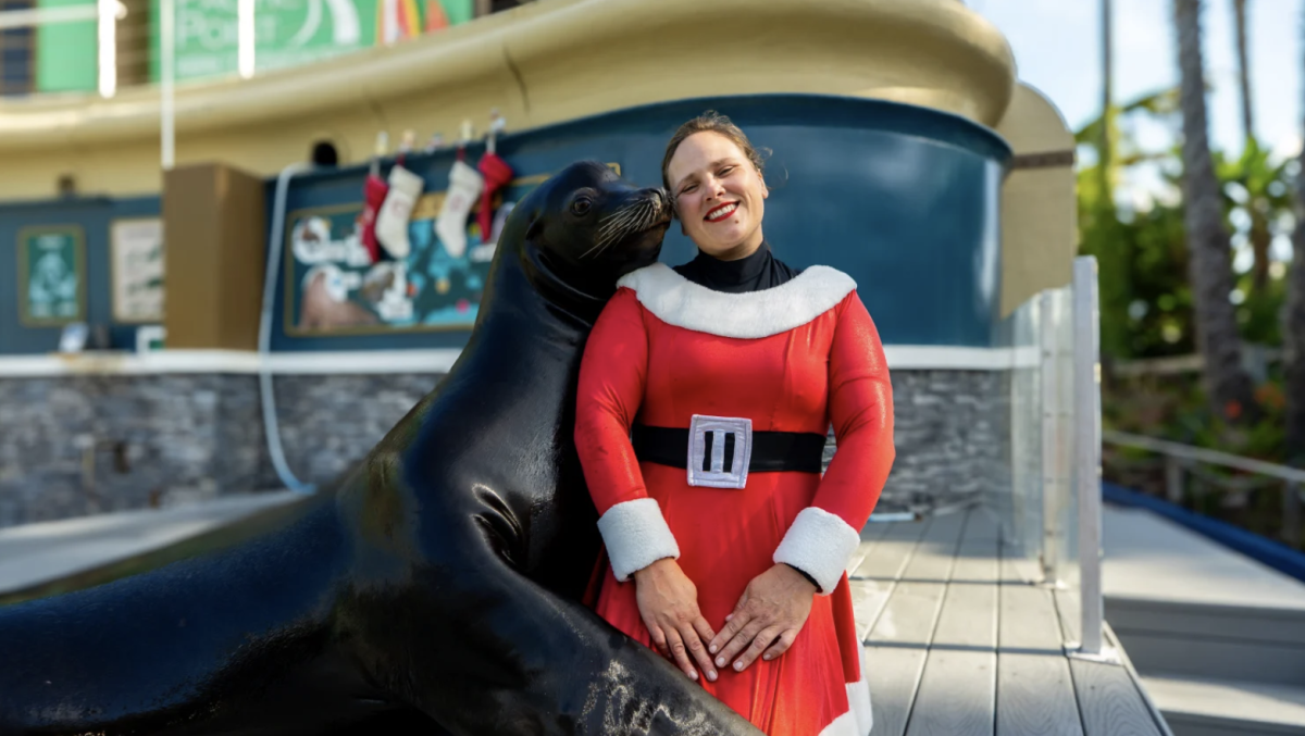 SeaWorld San Diego’s Christmas Celebration Returns Brighter Than Ever ...