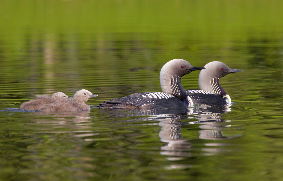 Bird-watching in Anchorage | Visit Anchorage