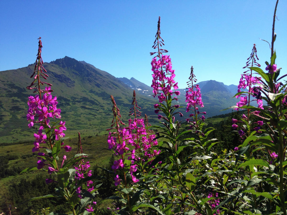 Blog | Visit Anchorage