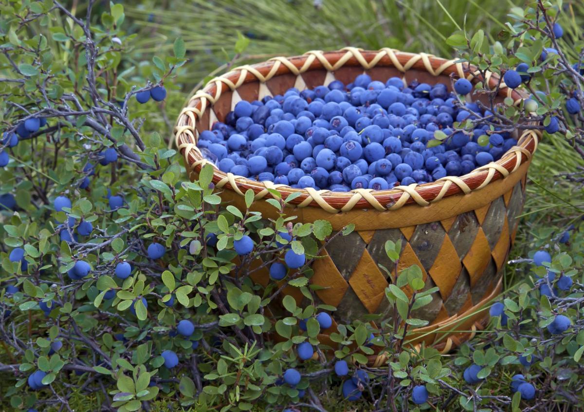 anchorage | Blueberry Loop Trail | Visit Anchorage