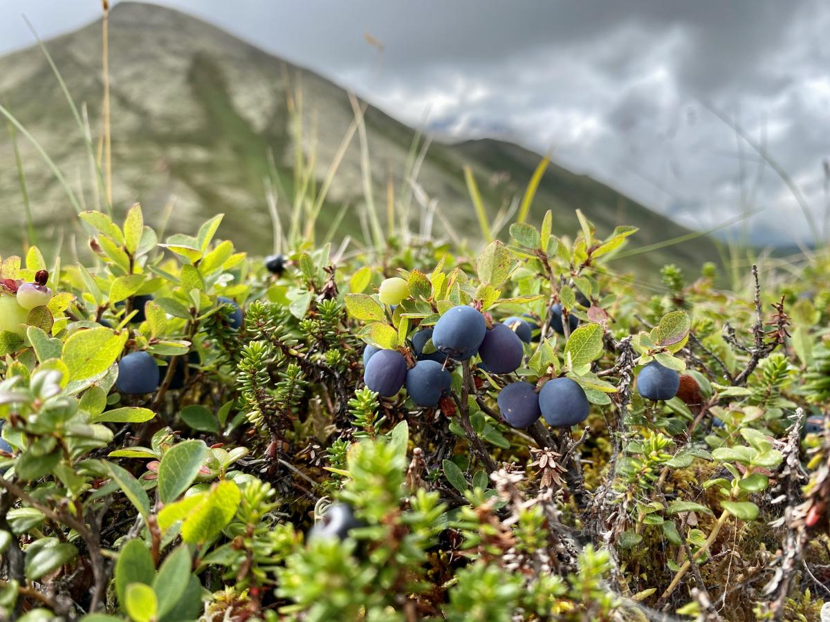 Berry Picking in Anchorage | Visit Anchorage