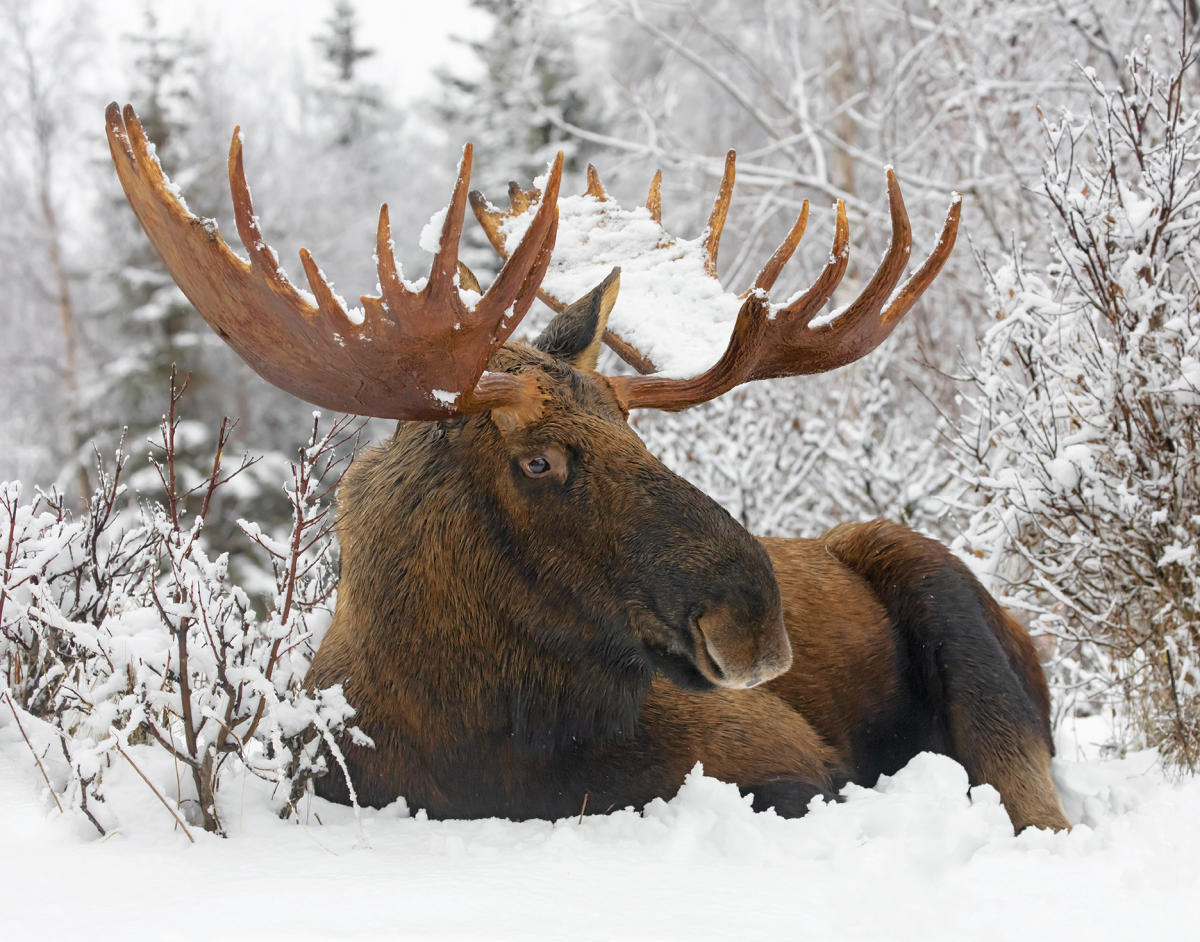Anchorage Winter Wildlife Viewing