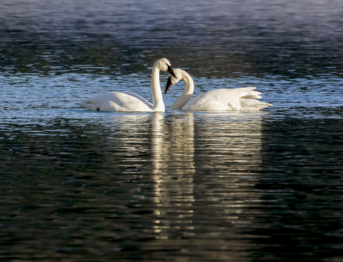 Remarkable Bird-Watching In Anchorage, AK | Nature & Parks
