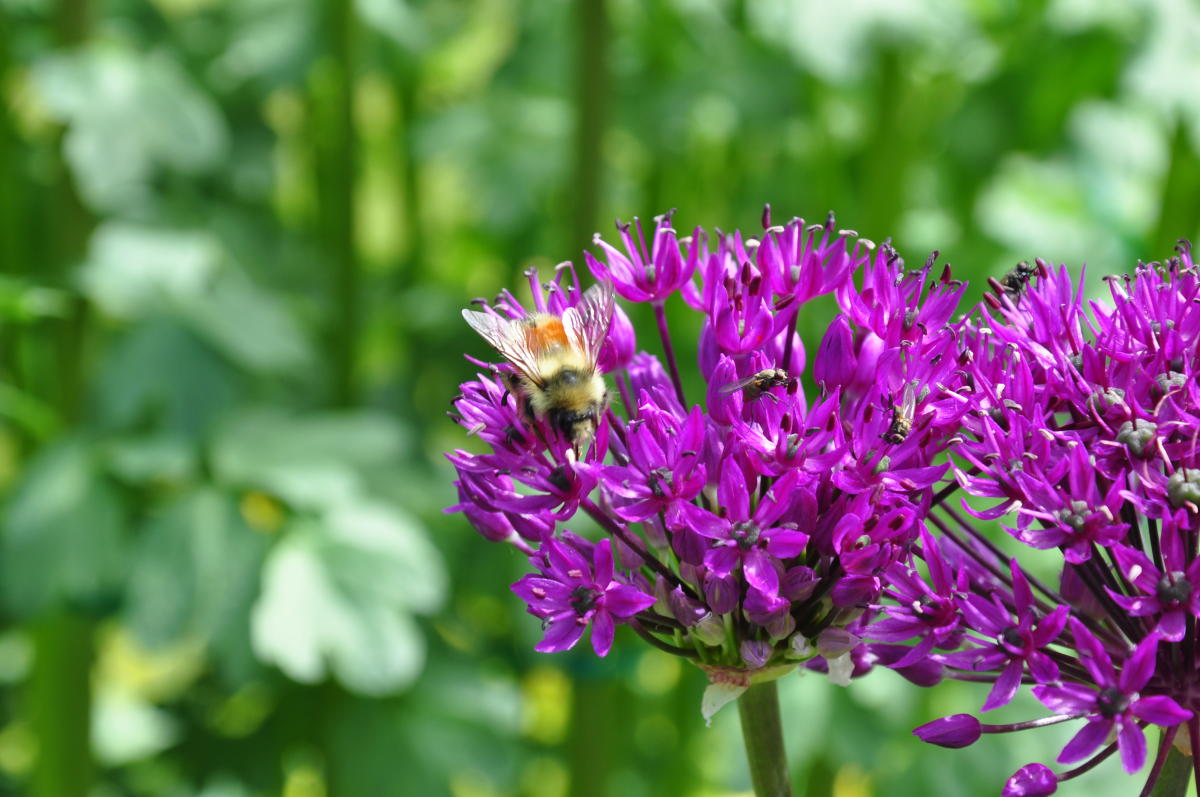 Gardens | Visit Anchorage