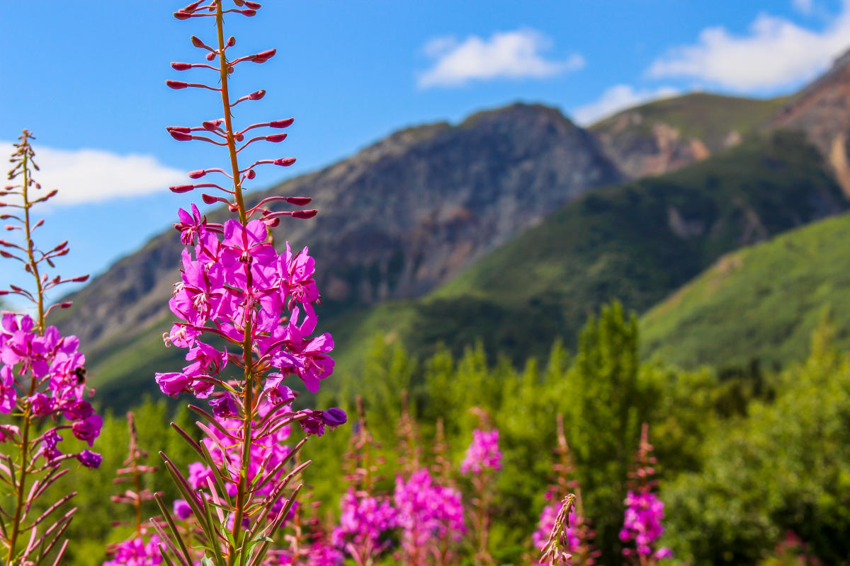 For Members | Visit Anchorage