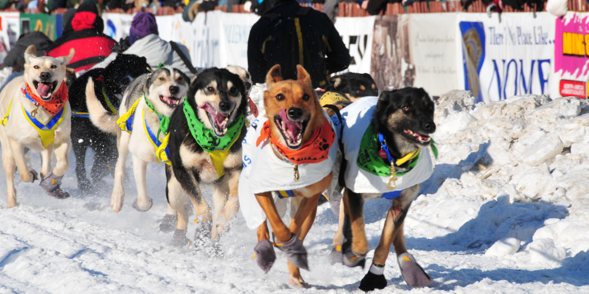 Travel Weekly Features 50th Iditarod