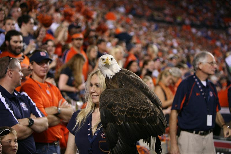 Football, Fans & Feathers at Auburn University Raptor Center | Wildlife ...