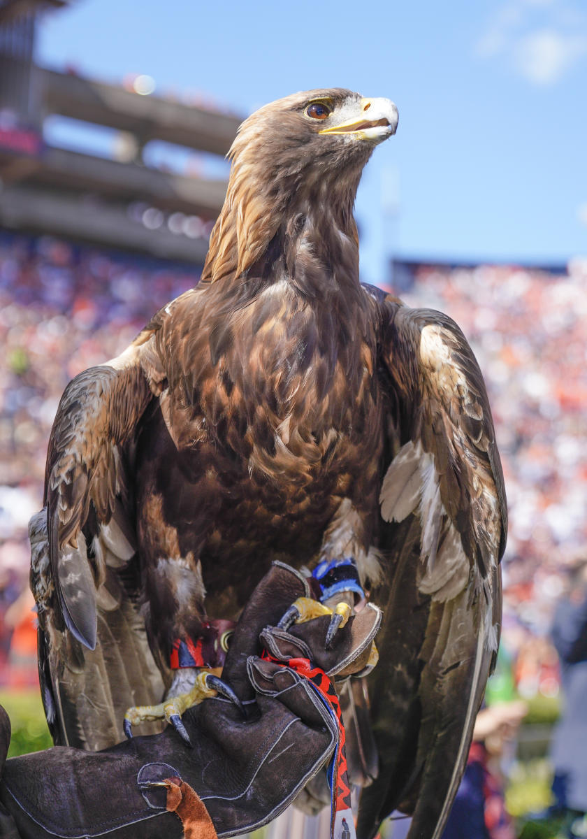 A brief history of the War Eagle Battle Cry & the Auburn Raptor Center