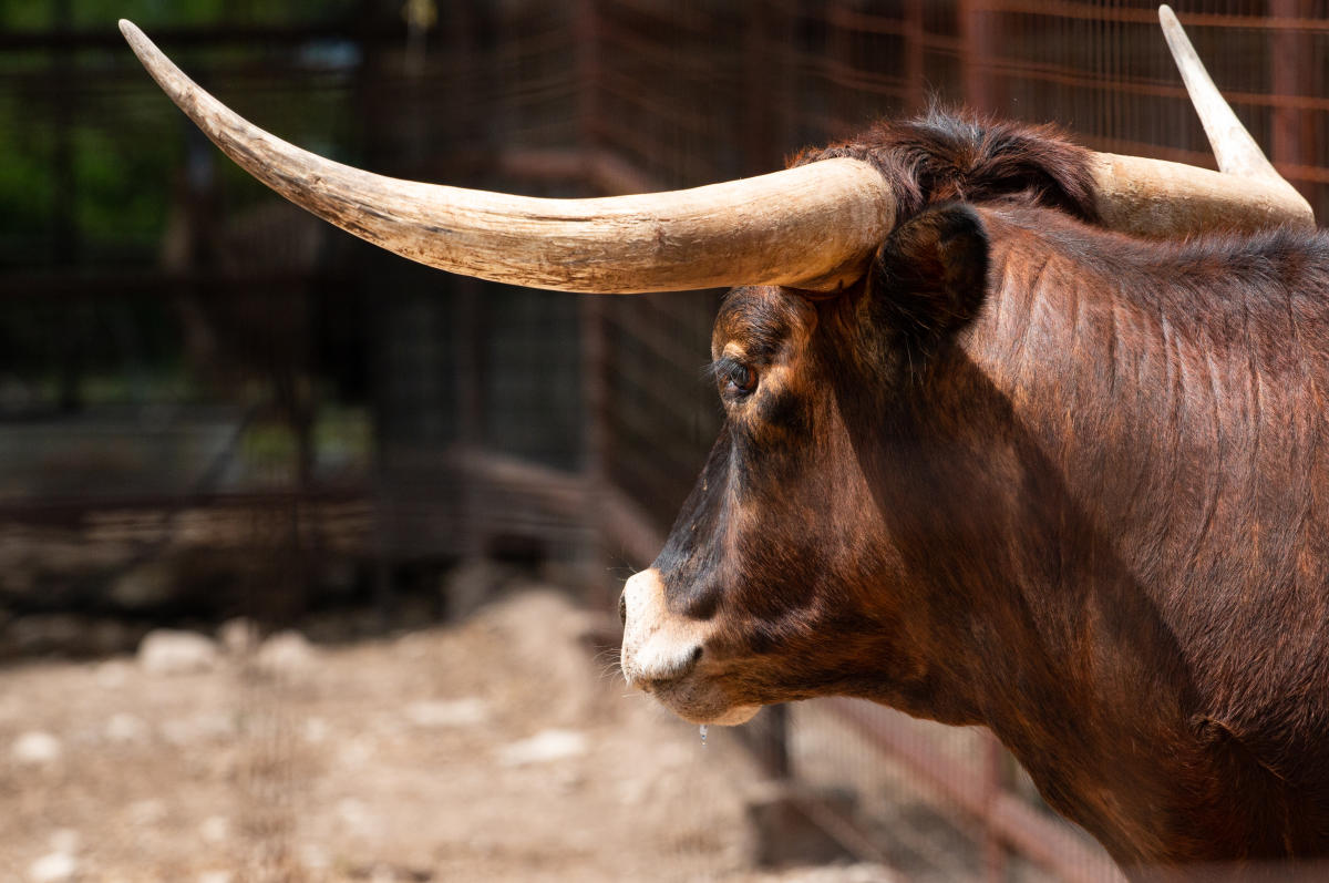 Your Guide to Visiting the Austin Zoo | Visit Austin